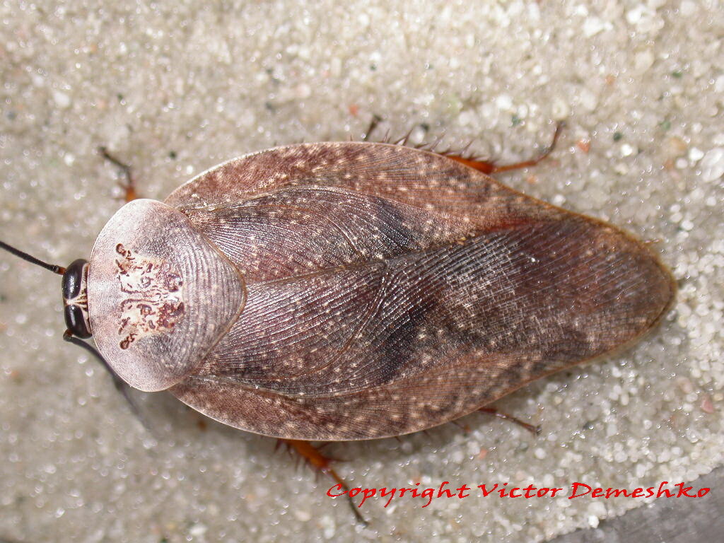 Cockroach Species File - Gyna lurida Saussure, 1899