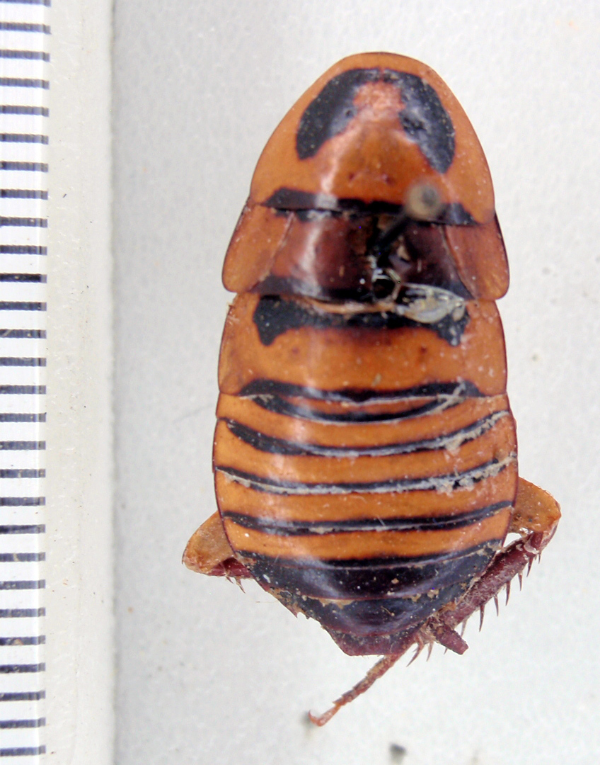 Cockroach Species File - Eurycotis balteata Cabrera, 1922
