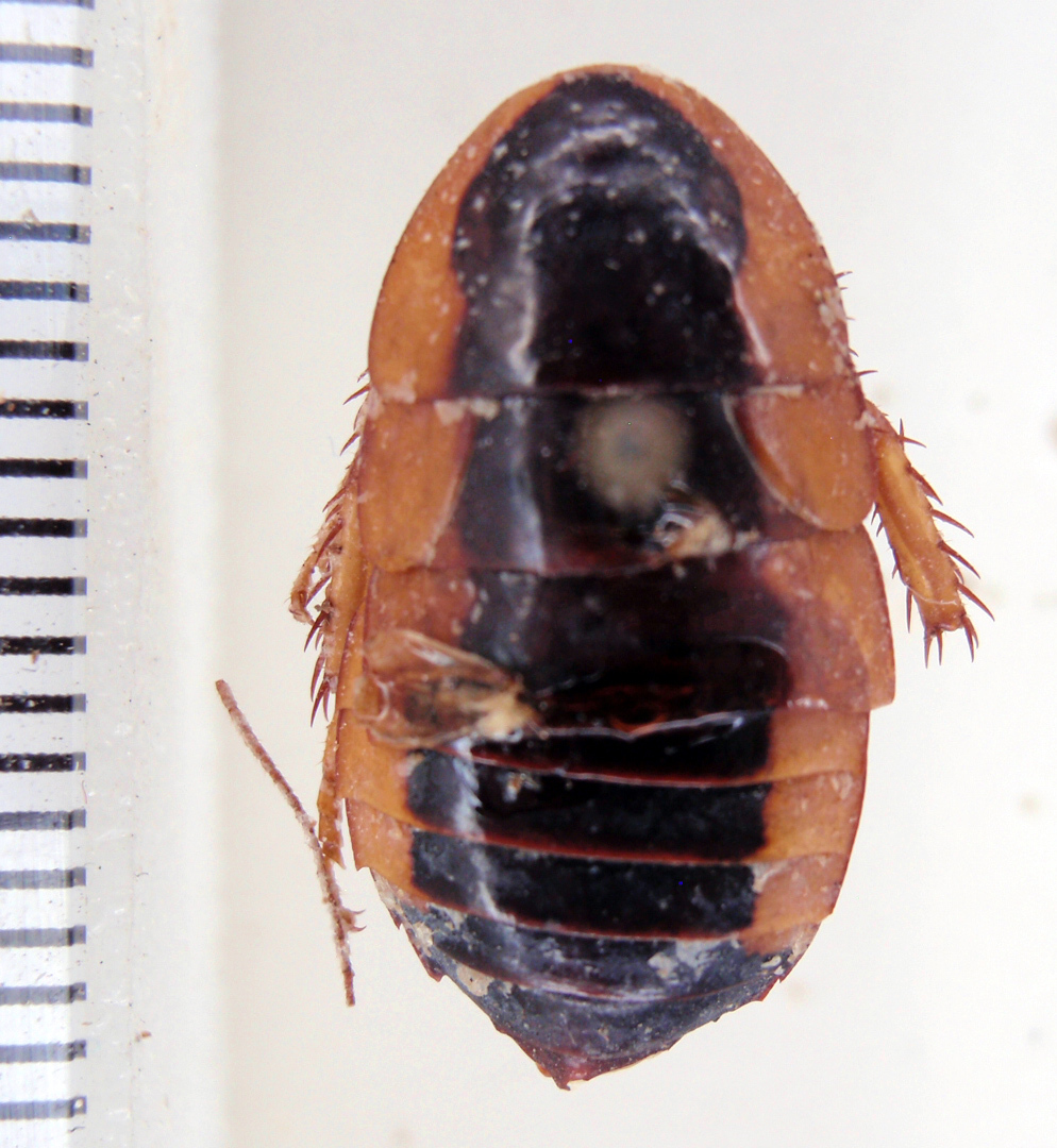 Cockroach Species File - Eurycotis lacernata Cabrera, 1922