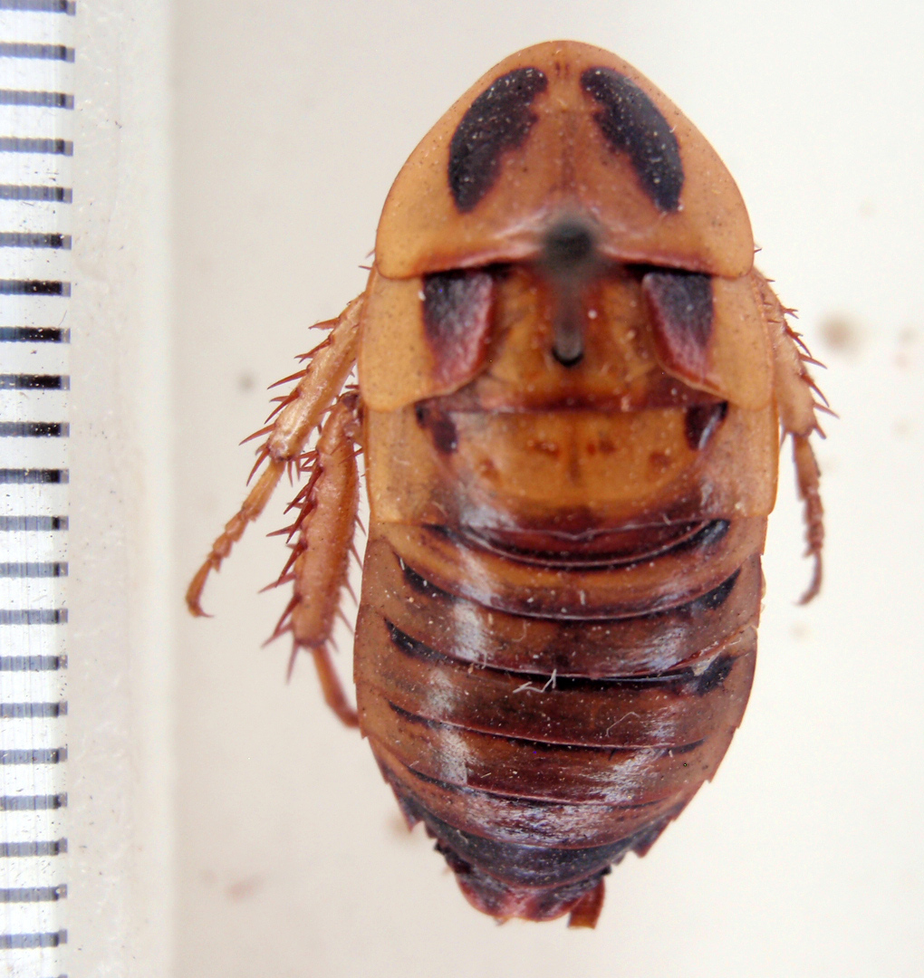 Cockroach Species File - Eurycotis torquinensis Rehn & Hebard, 1927