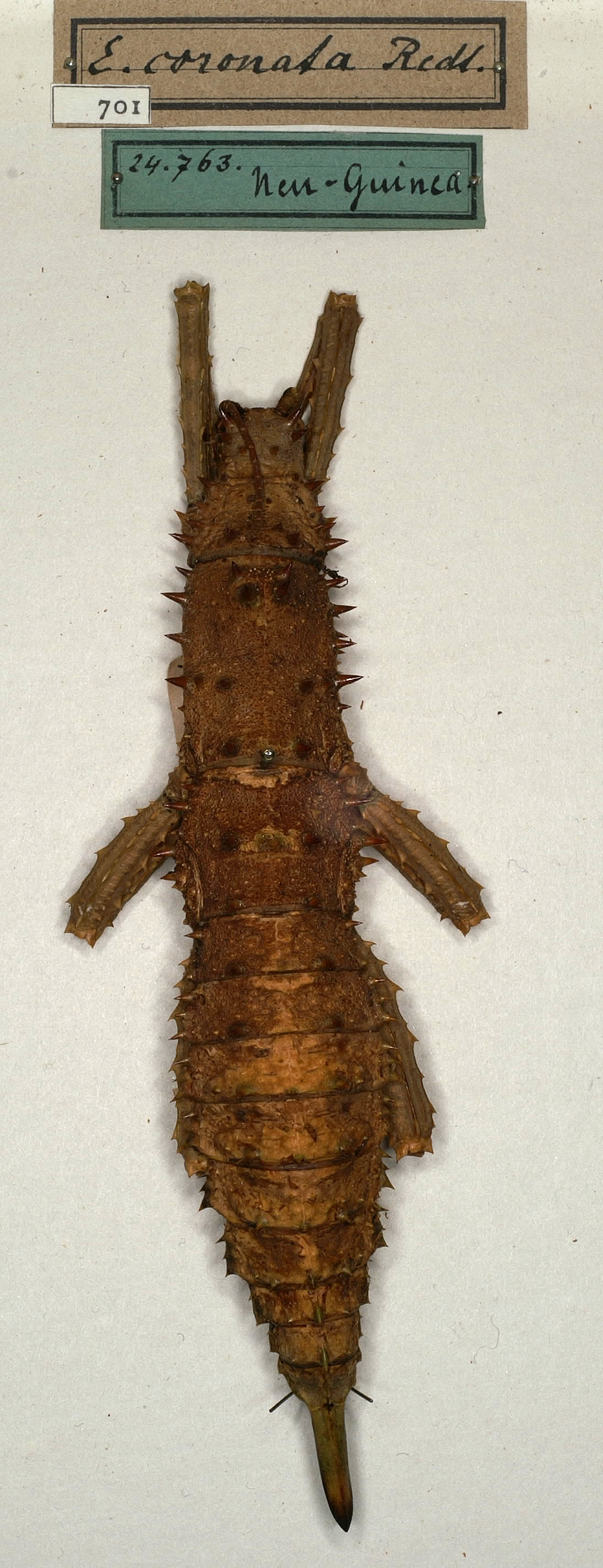 Phasmida Species File - Eurycantha coronata Redtenbacher, 1908