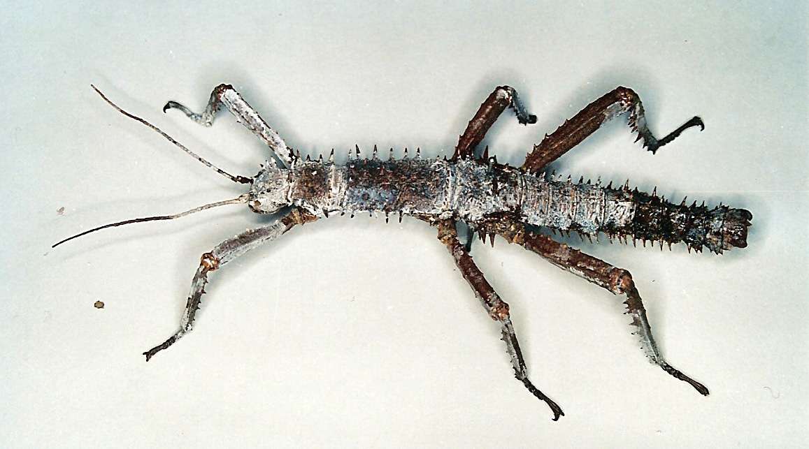 Phasmida Species File - Eurycantha rosenbergii Kaup, 1871