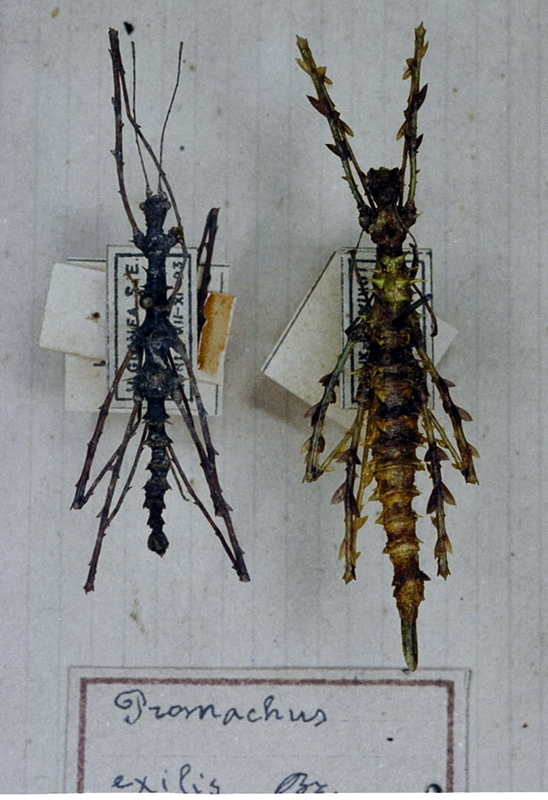 Phasmida Species File - Oreophasma exilis (Brunner von Wattenwyl, 1907)