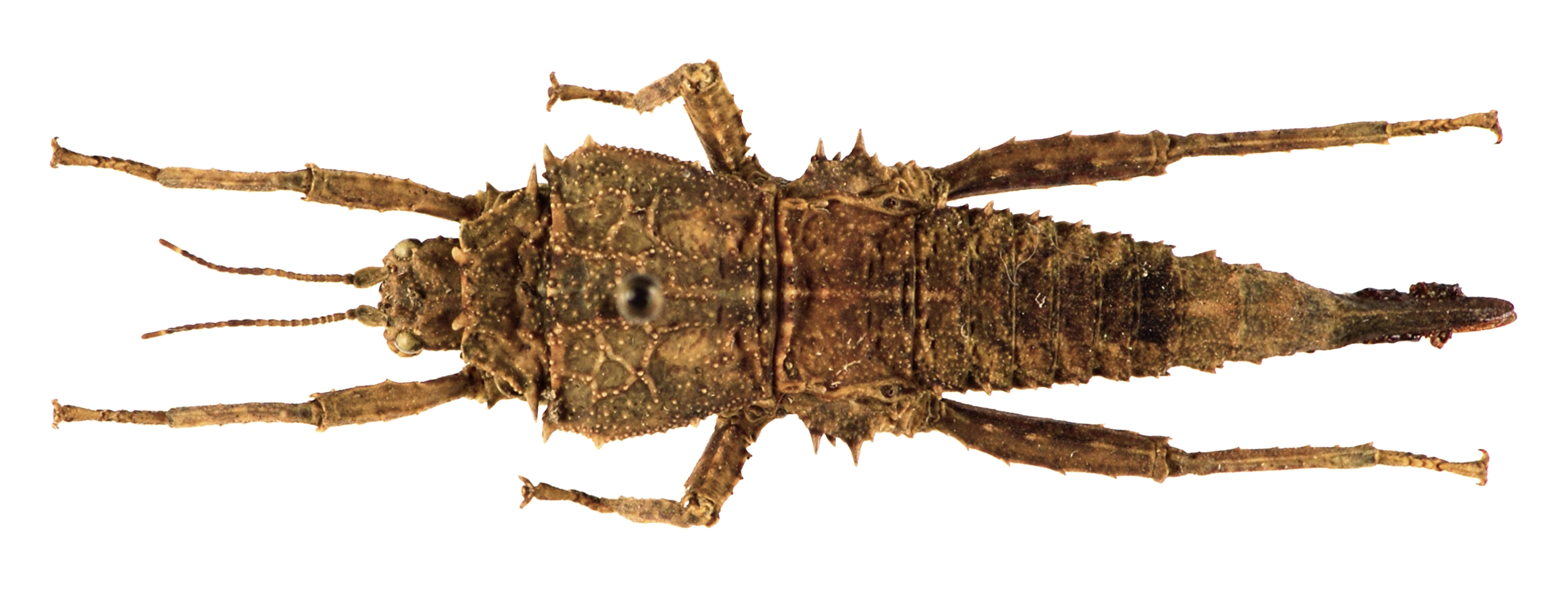 Phasmida Species File - Trapezaspis pinoruminsulae Delfosse, 2013