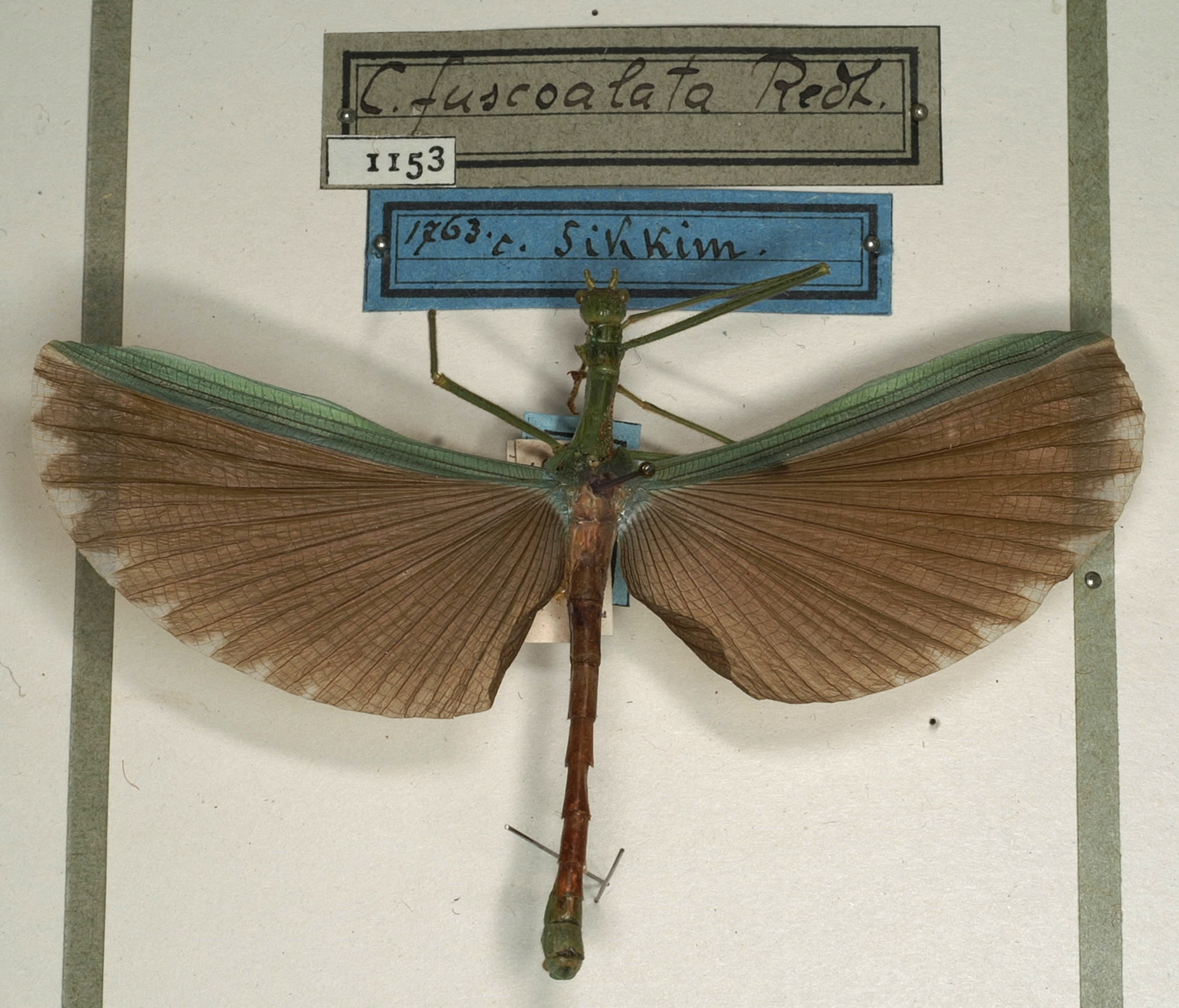 Phasmida Species File - Calvisia (Conocalvisia) fuscoalata Redtenbacher ...