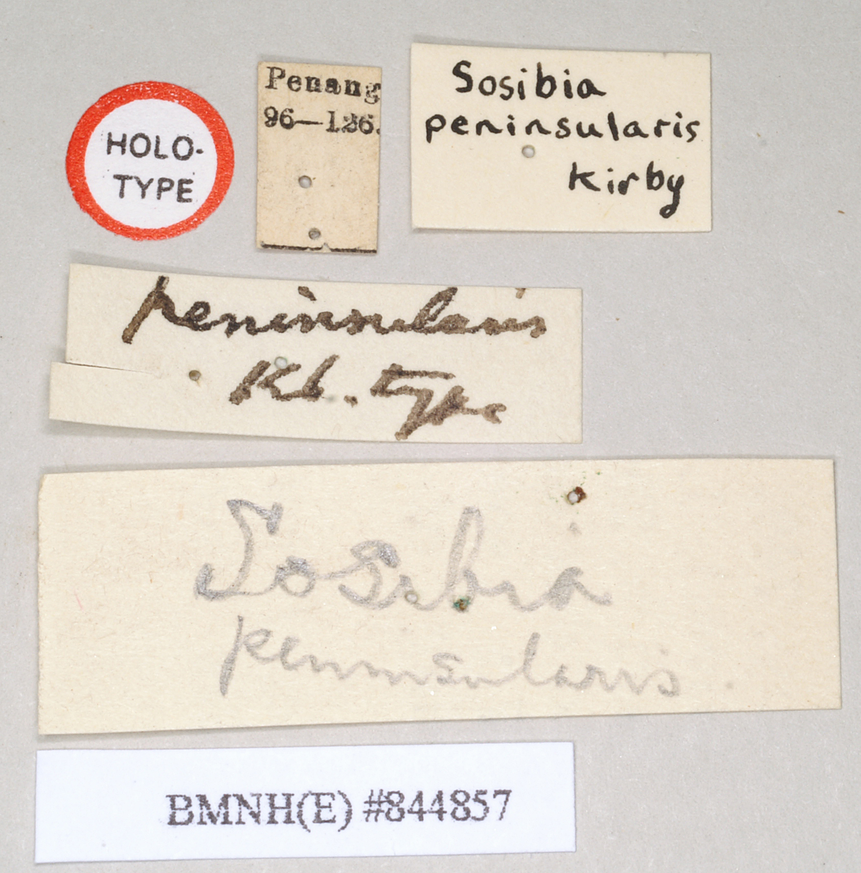 Phasmida Species File - Sosibia peninsularis Kirby, 1904