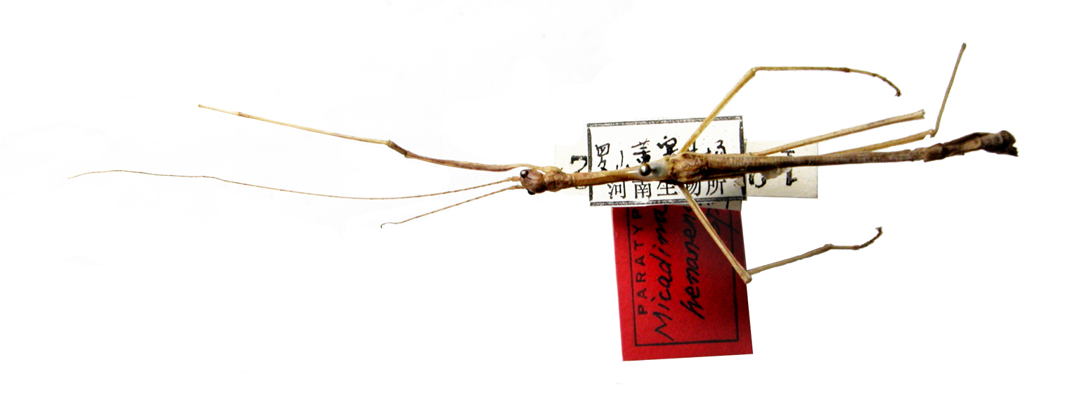 Phasmida Species File - Parasinophasma henanensis (Bi & Wang, 1998)