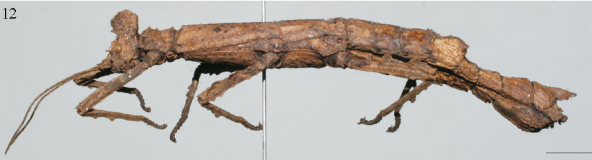 Phasmida Species File - Hainanphasma cristatum Ho, 2013