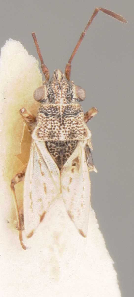 Lygaeoidea Species File - Nysius angustatus Uhler, 1872