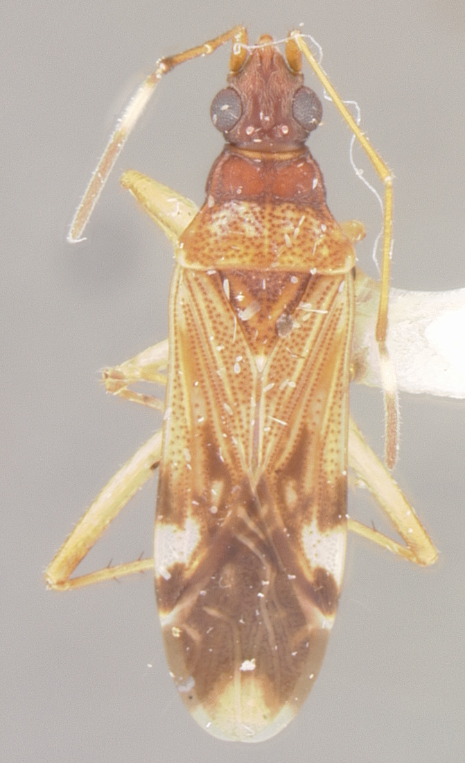 Lygaeoidea Species File - Ozophora floridana Slater & Baranowski, 1983