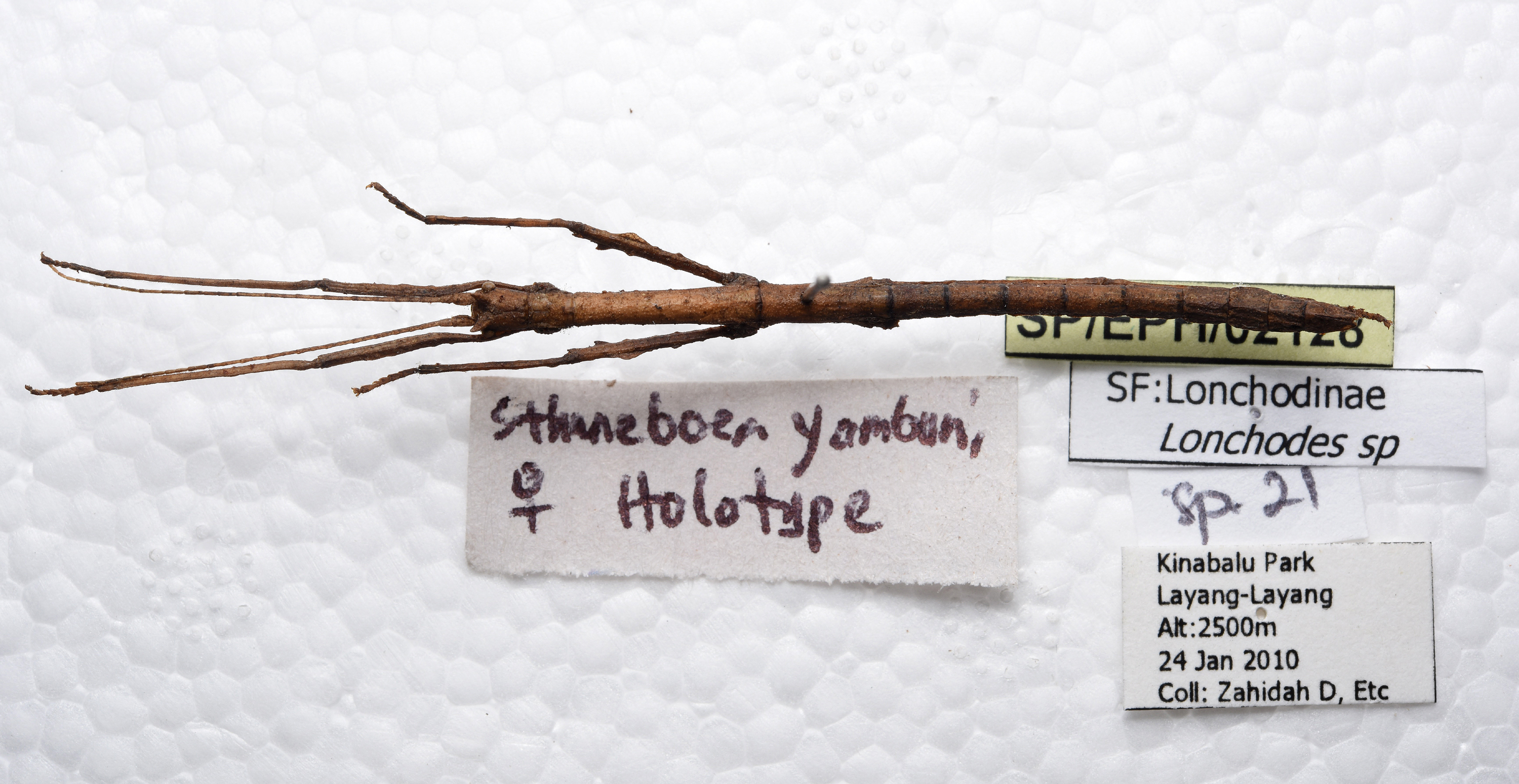 Phasmida Species File - Stheneboea yambuni Seow-Choen, 2017
