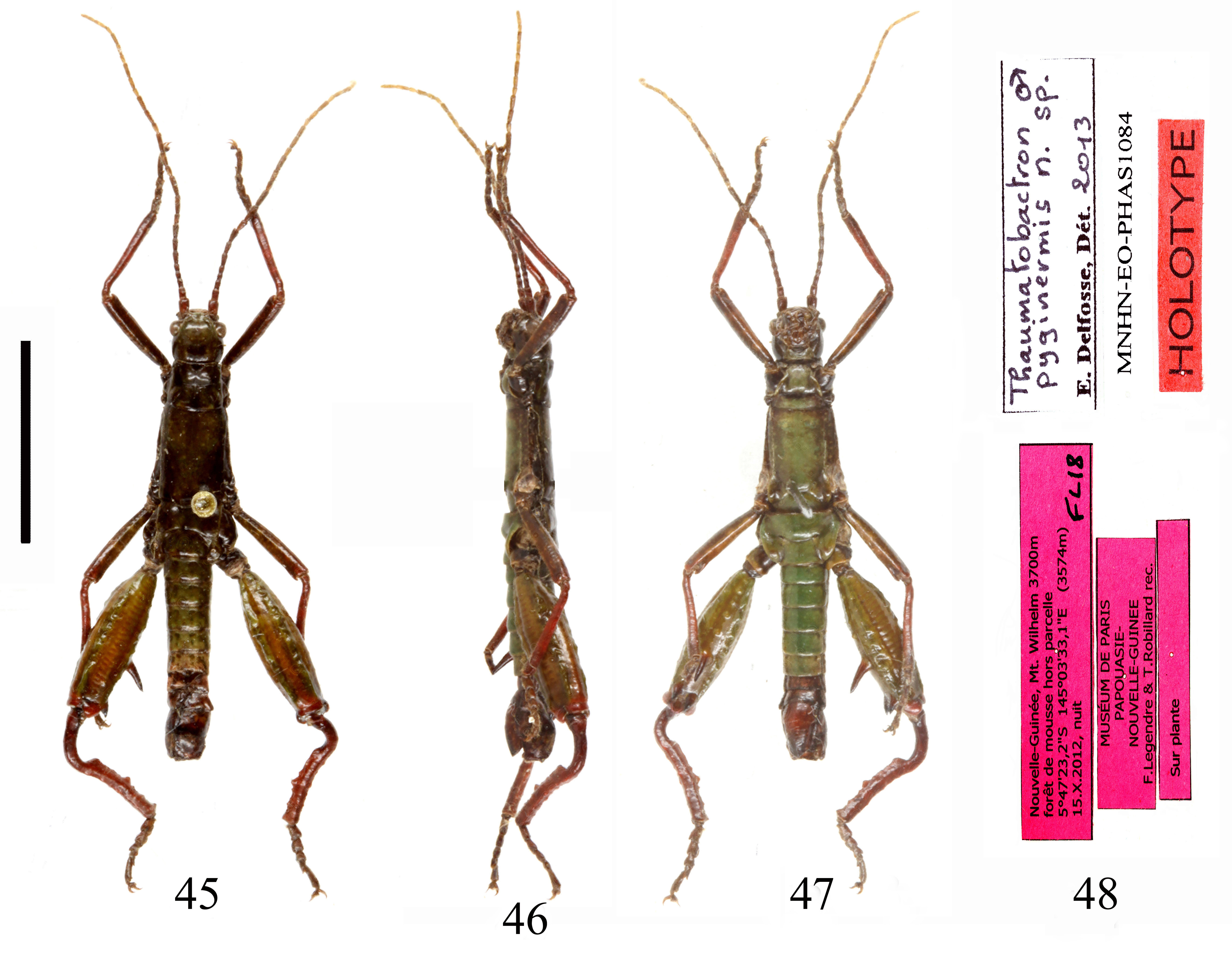 Phasmida Species File - Thaumatobactron pygminerme Delfosse, 2020