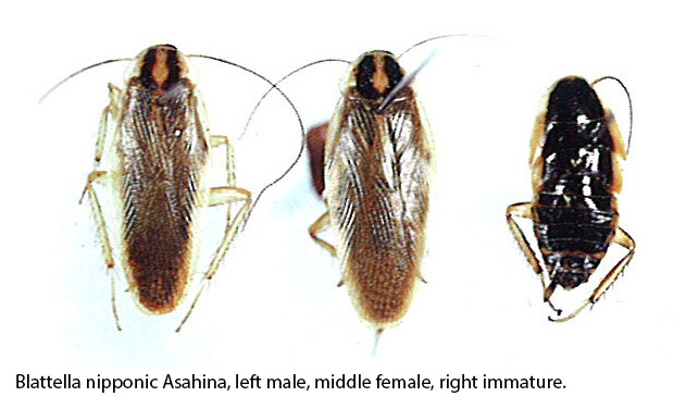 Cockroach Species File - Blattella nipponica Asahina, 1963