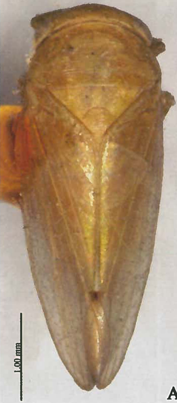 TaxonPages: World Auchenorrhyncha Database - Batracomorphus ...