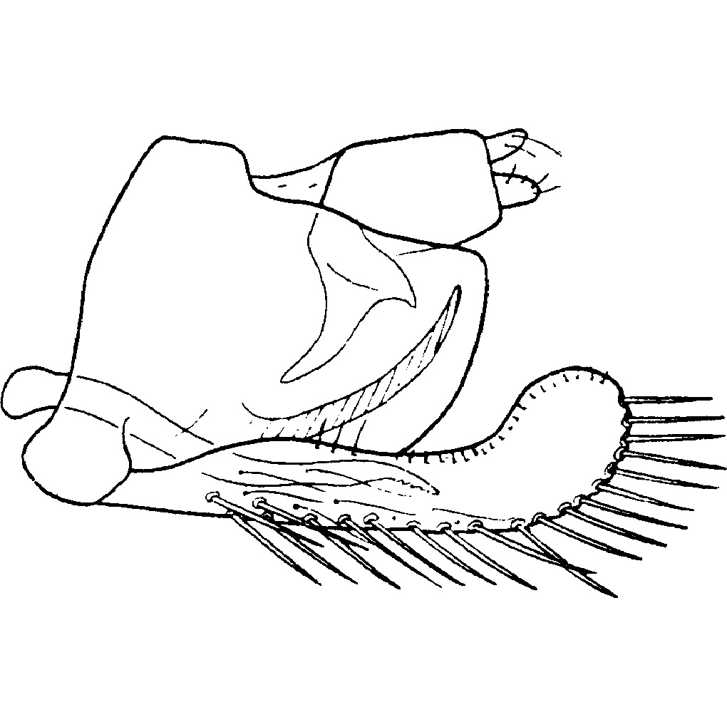 TaxonPages: World Auchenorrhyncha Database - Hebata (Signatasca ...