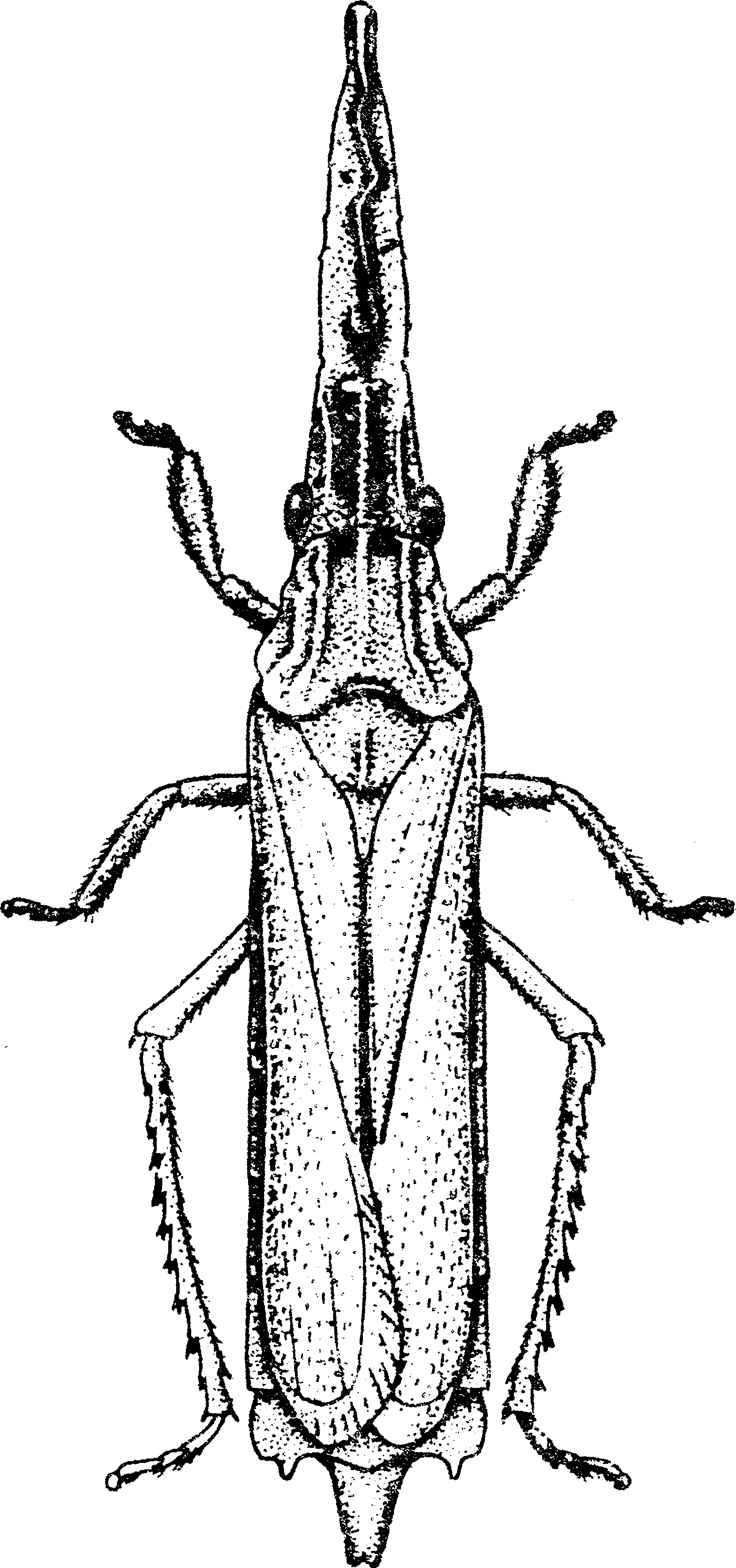 TaxonPages: World Auchenorrhyncha Database - Nacolus tuberculatus ...