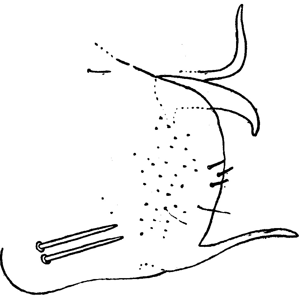 TaxonPages: World Auchenorrhyncha Database - Tautoneura indefinita ...