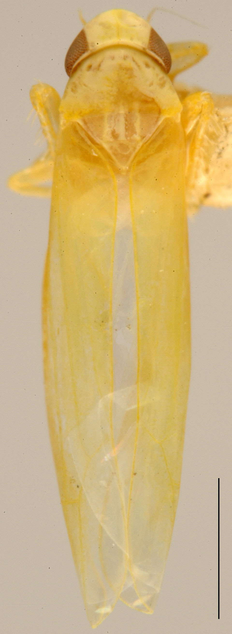 TaxonPages: World Auchenorrhyncha Database - Alnetoidia (Alnetoidia ...