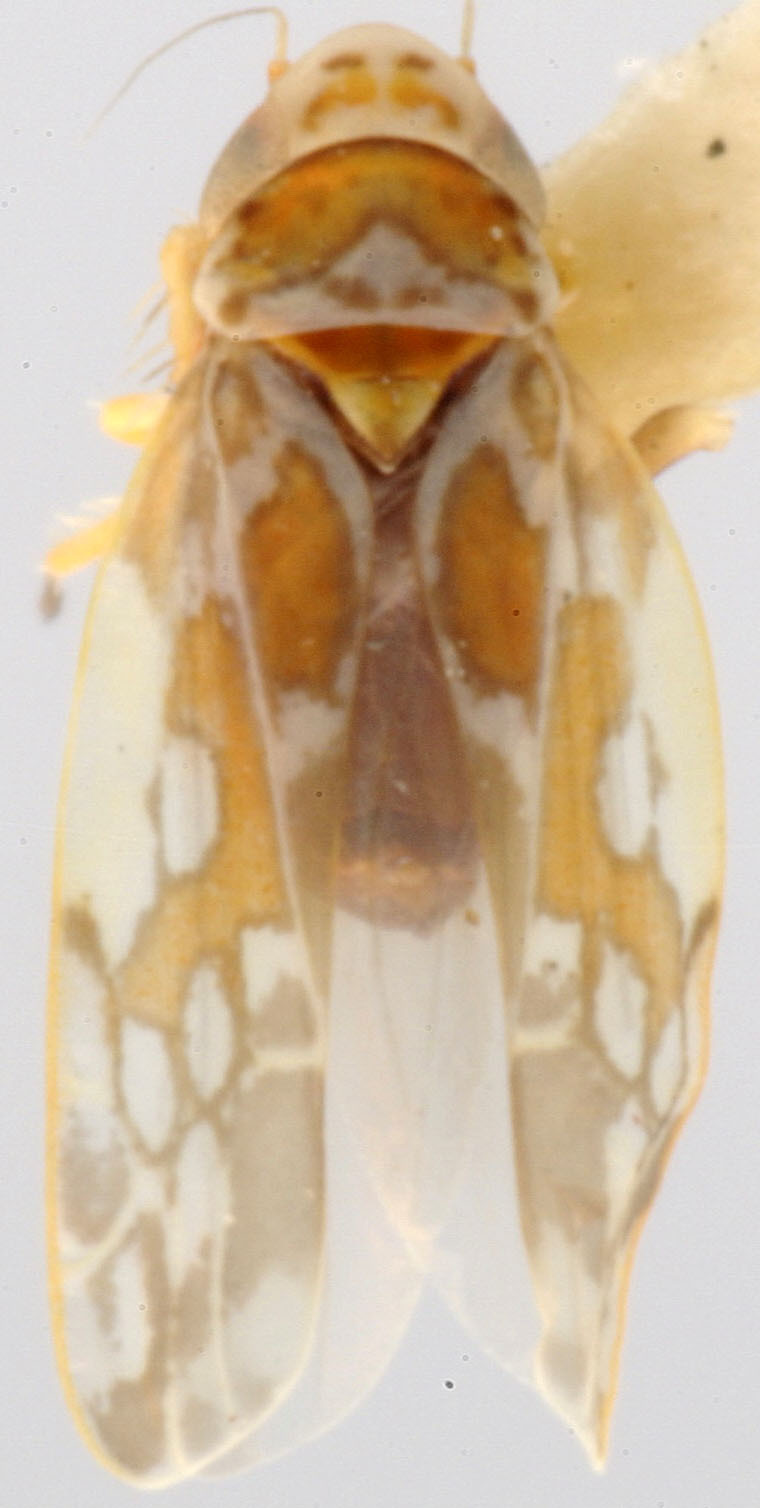 TaxonPages: World Auchenorrhyncha Database - Diomma (Diomma ...