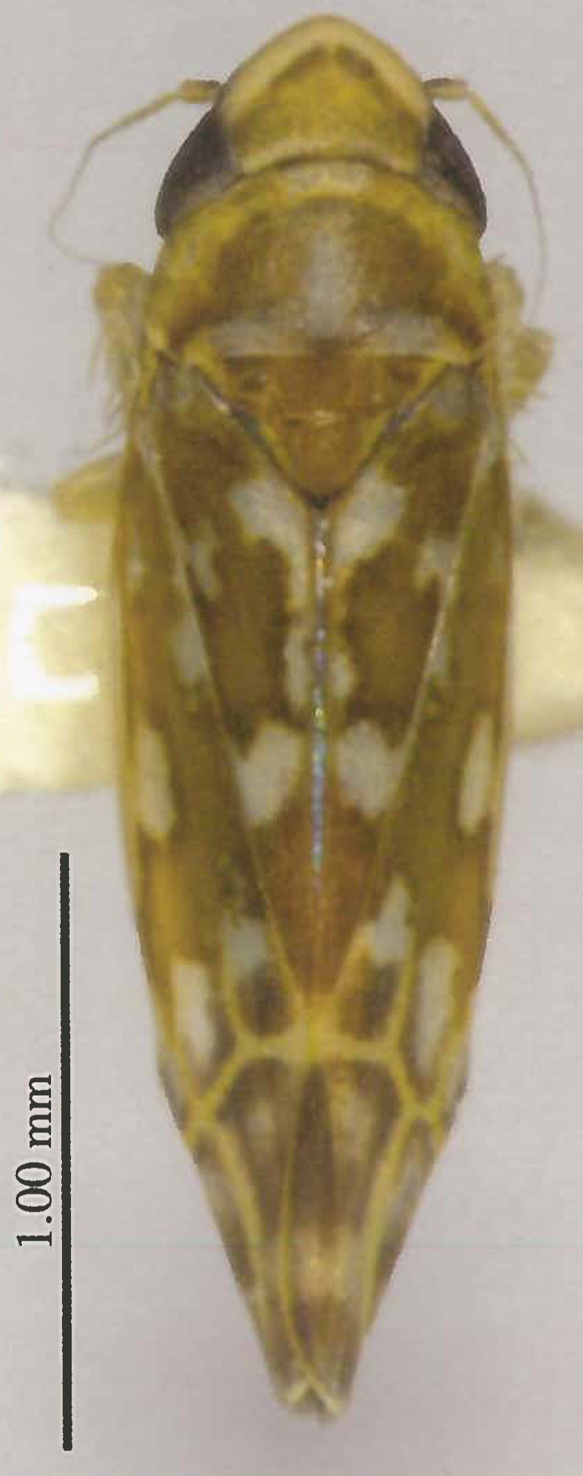 TaxonPages: World Auchenorrhyncha Database - Diomma (Diomma) ilsae ...