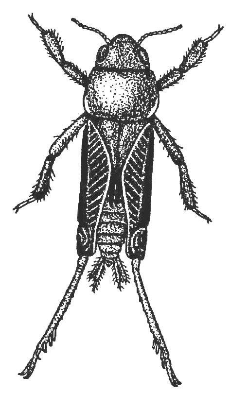 Orthoptera Species File - Xya japonica (Haan, 1844)