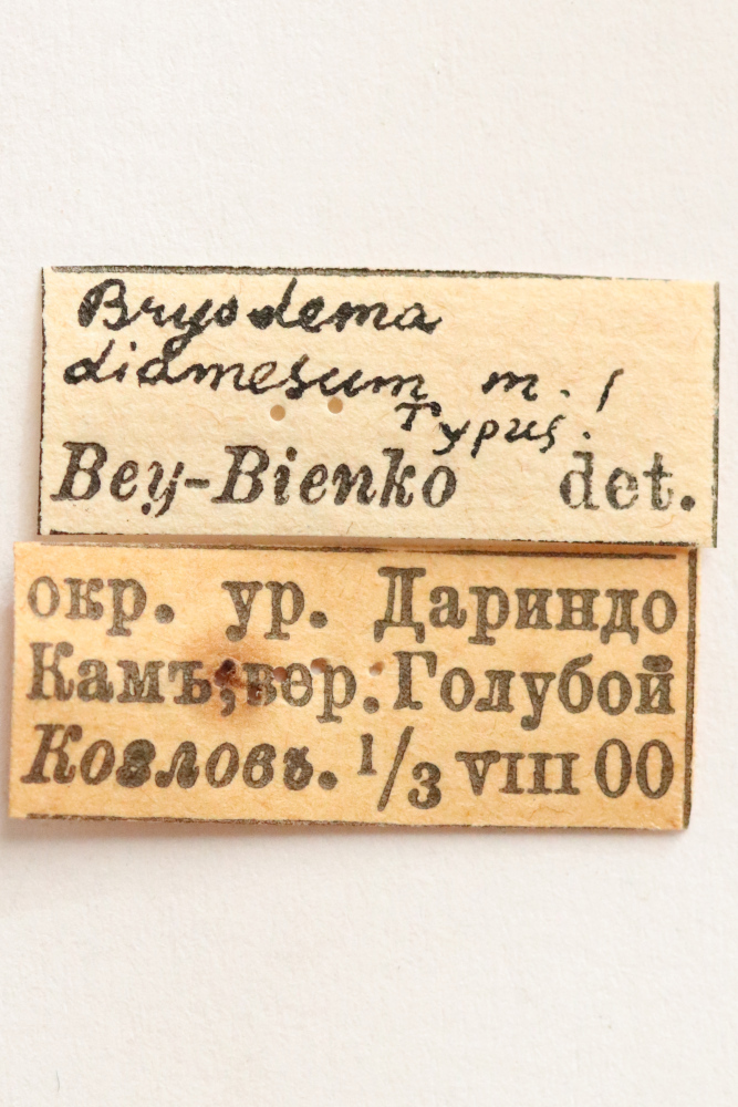 Orthoptera Species File - Bryodemella (Bryodemella) diamesum (Bey ...