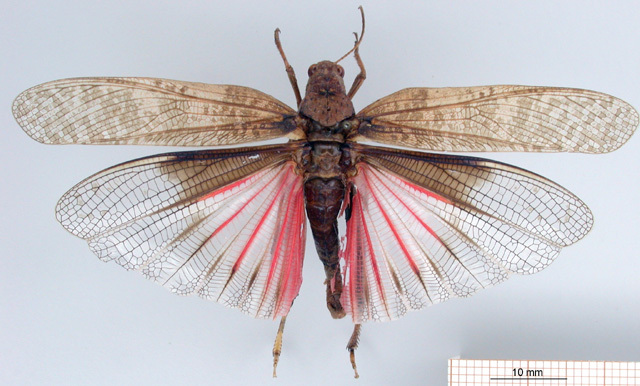 Orthoptera Species File - Bryodemella (Bryodemella) holdereri (Krauss ...