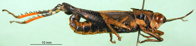 Orthoptera Species File - Traulia szetschuanensis Ramme, 1941