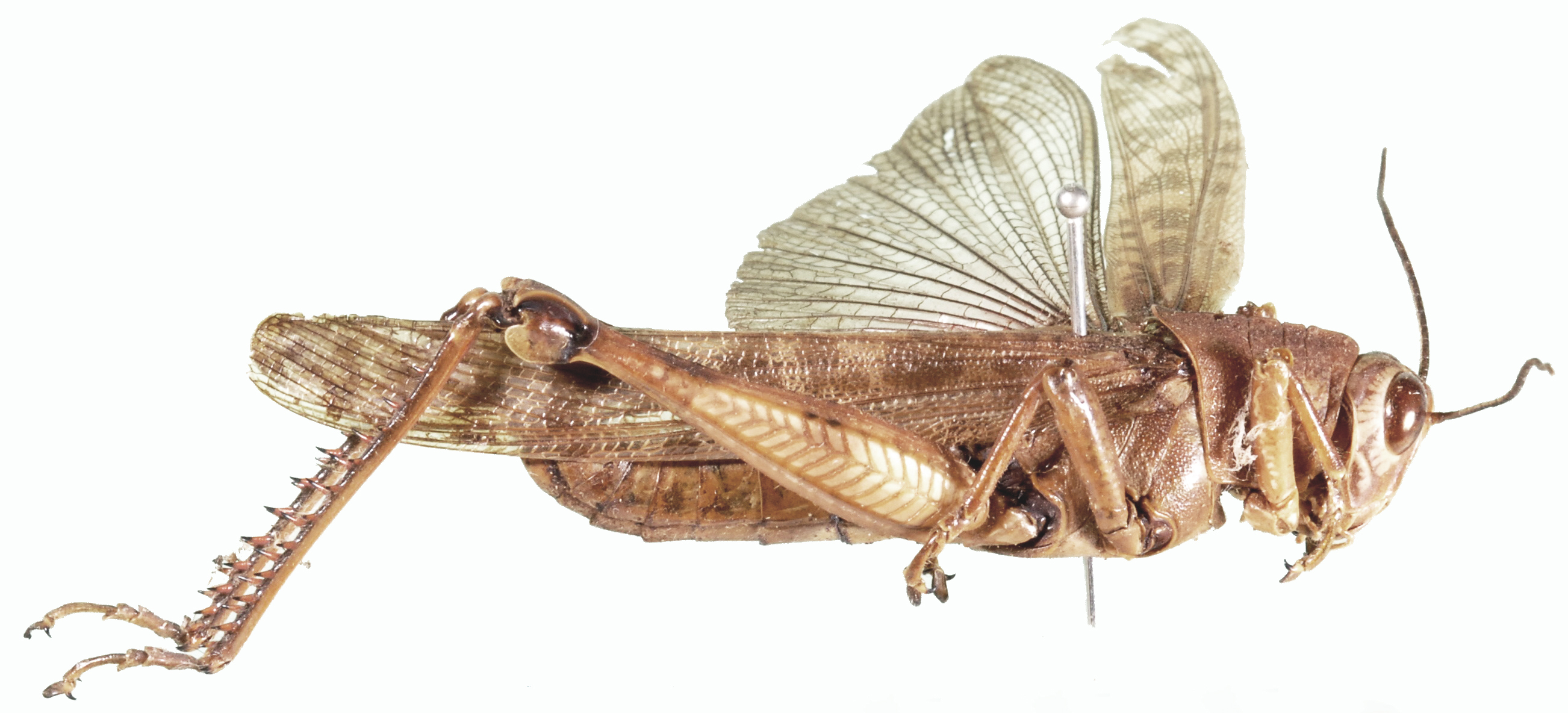 Orthoptera Species File - Valanga nigricornis nigricornis (Burmeister ...