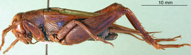 Orthoptera Species File - Teleogryllus (Macroteleogryllus) derelictus ...