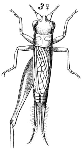 Orthoptera Species File - Euscyrtodes crassiceps (Saussure, 1878)