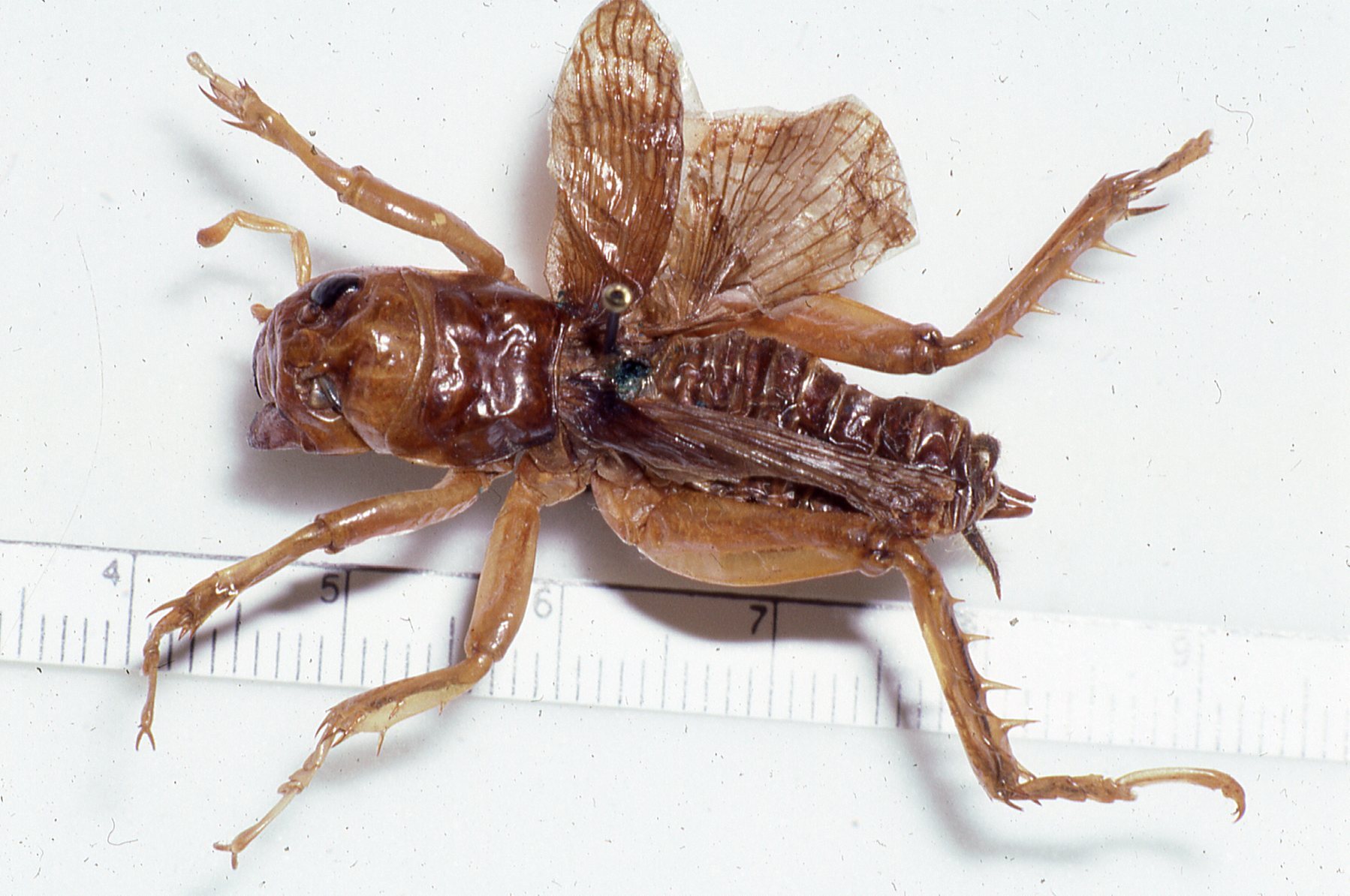 Orthoptera Species File - Stenopelmatus sartorianus Saussure, 1859