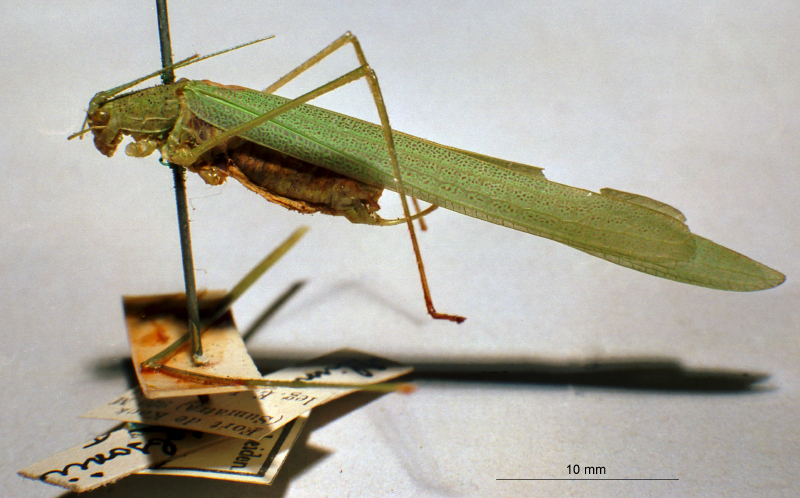 Orthoptera Species File - Elimaea (Poaefoliana) jacobsonii Karny, 1926