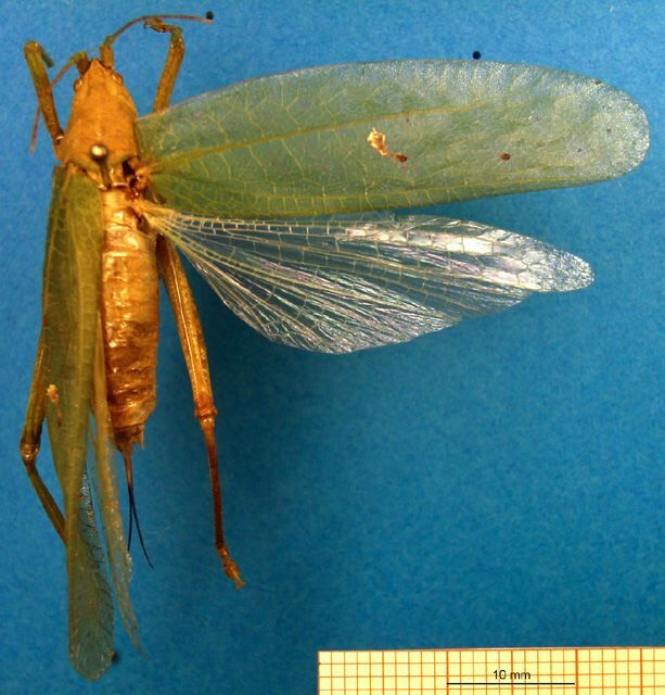 Orthoptera Species File - Phyllomimus (Phyllomimus) inquinatus Brunner ...