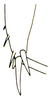 Orthoptera Species File - Comicus cavillorus Irish, 1986