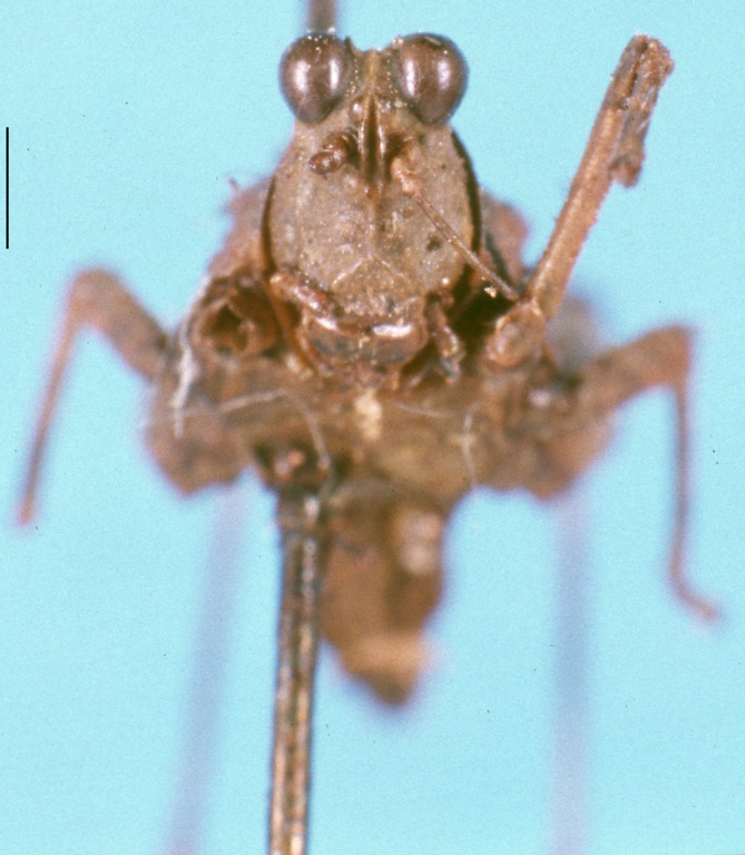 Orthoptera Species File - Xistrella dohrni dohrni Günther, 1939