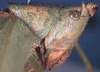 Orthoptera Species File - Neoconocephalus exaltatus (Walker, 1869)