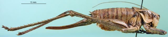 Orthoptera Species File - Atlanticus (Atlanticus) sinensis Uvarov, 1924