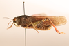Orthoptera Species File - Bryodemella (Bryodemella) diamesum (Bey ...