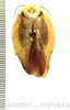 Cockroach Species File - Gyna lurida Saussure, 1899