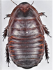 Cockroach Species File - Neogeoscapheus hanni Rose, Walker & Woodward, 2014
