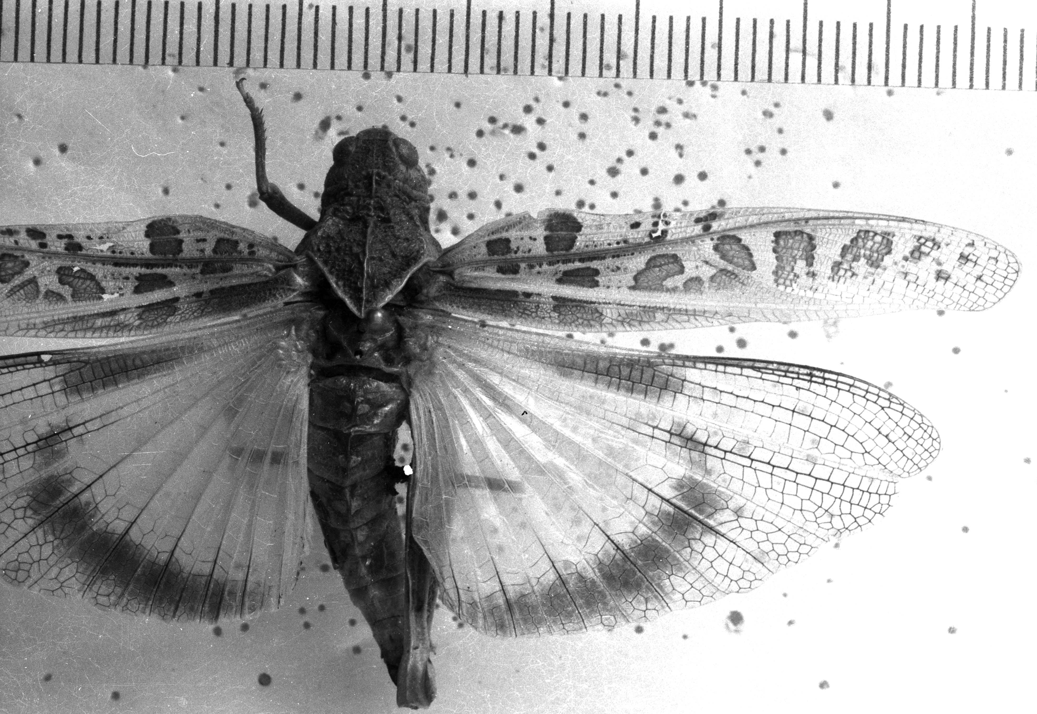 Orthoptera Species File - Xanthippus corallipes (Haldeman, 1852)