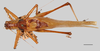 Orthoptera Species File - Hexacentrus spiniger Karny, 1920