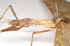 Phasmida Species File - Sosibia pholidotus (Westwood, 1859)