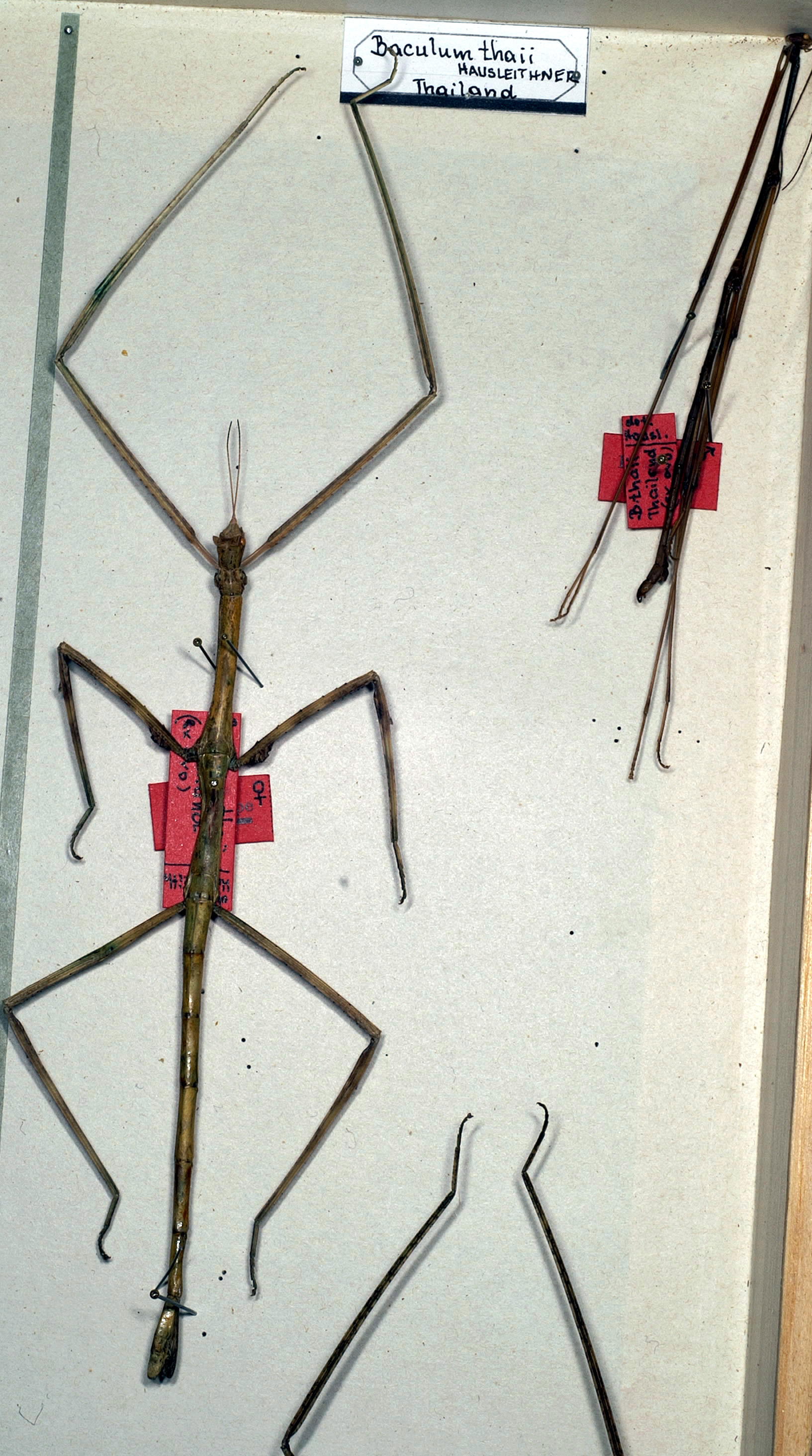 Phasmida Species File - Ramulus thaii (Hausleithner, 1985)