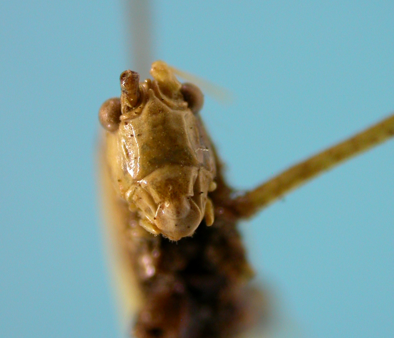 Orthoptera Species File - Mendesius albosignatus Piza, 1960