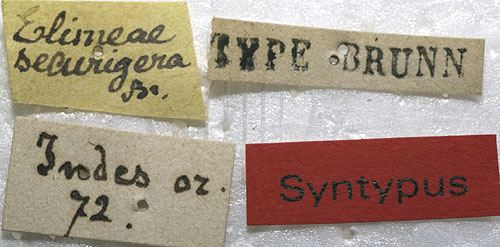 Orthoptera Species File - Orthelimaea securigera (Brunner von Wattenwyl ...