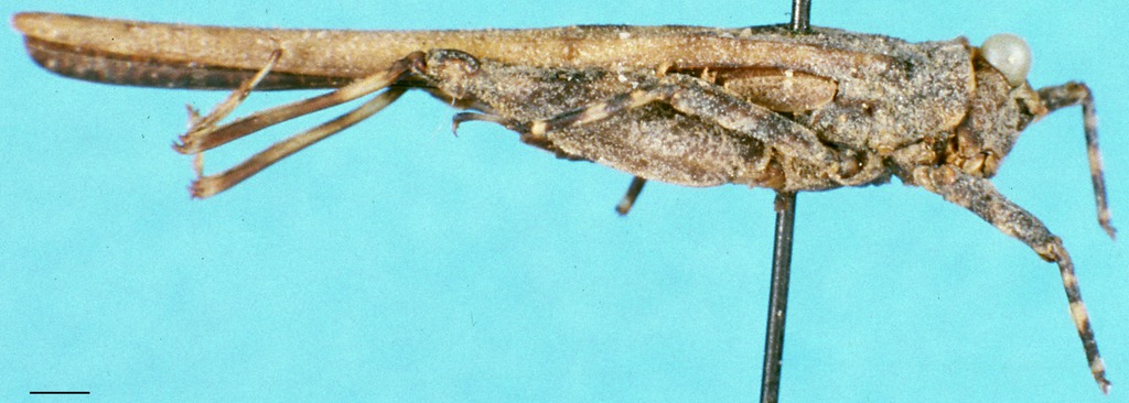 Orthoptera Species File - Tagaloscelimena cebuensis Günther, 1938