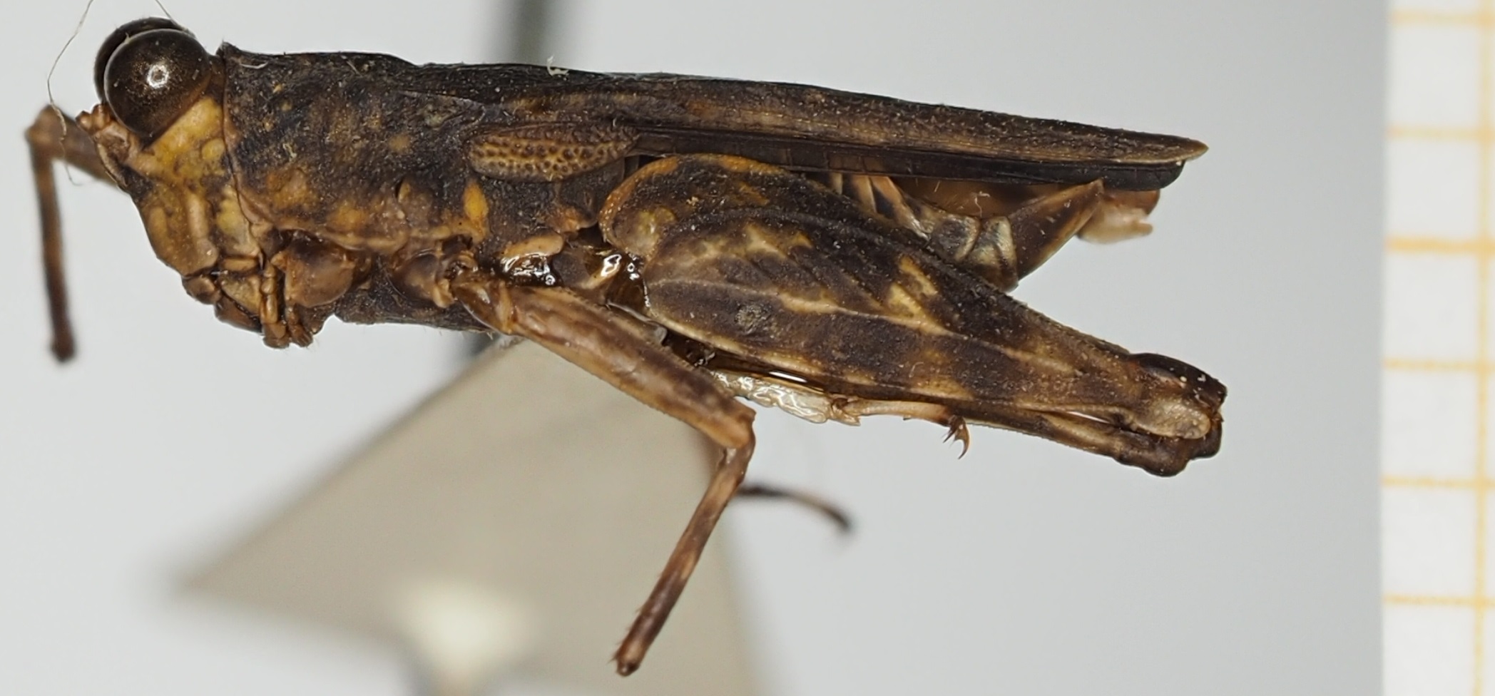 Orthoptera Species File - Macromotettix solomonensis Günther, 1972