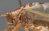 Orthoptera Species File - Hexacentrus australis Redtenbacher, 1891